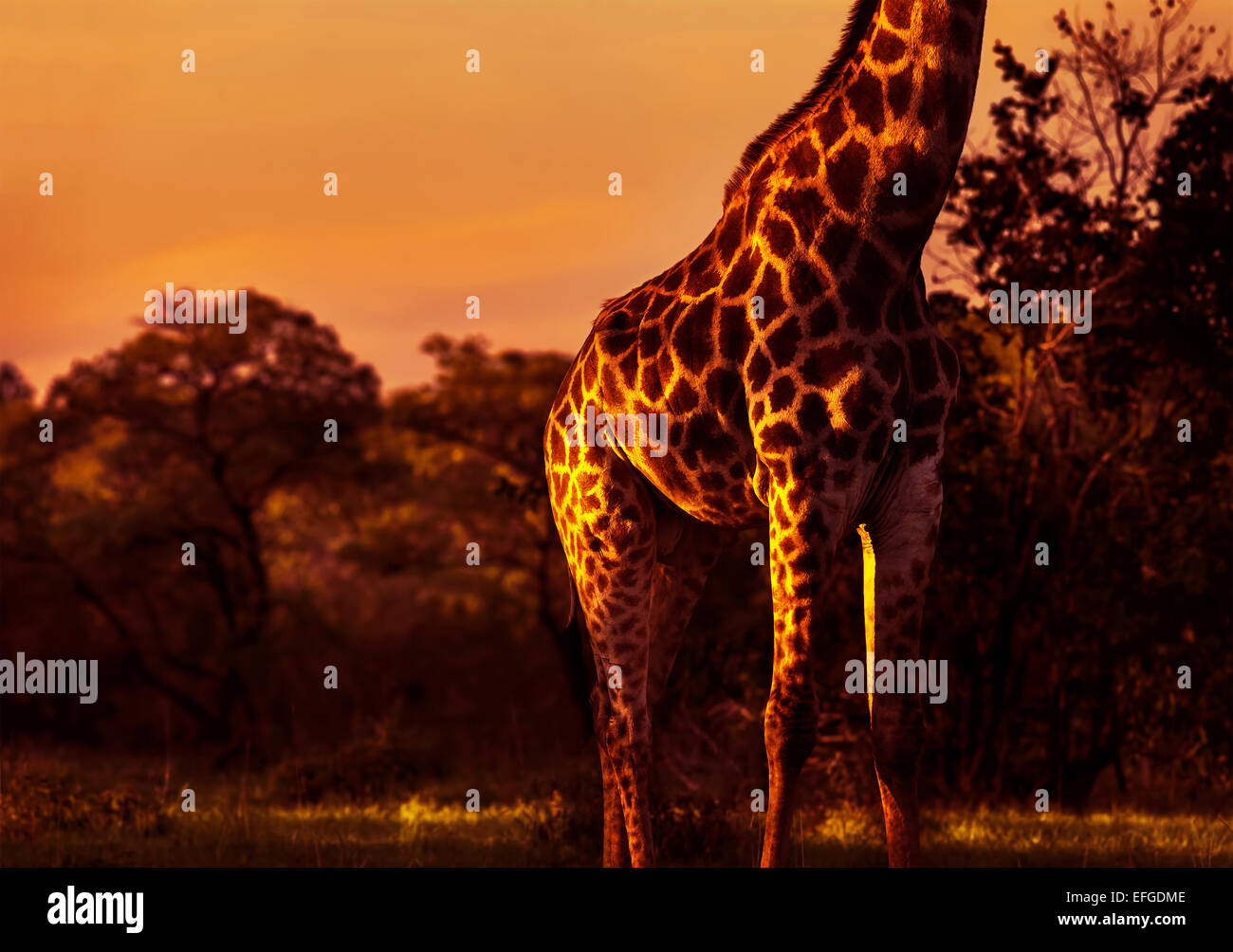Gorgeous tall giraffe in bright orange sunset light, body part of ...