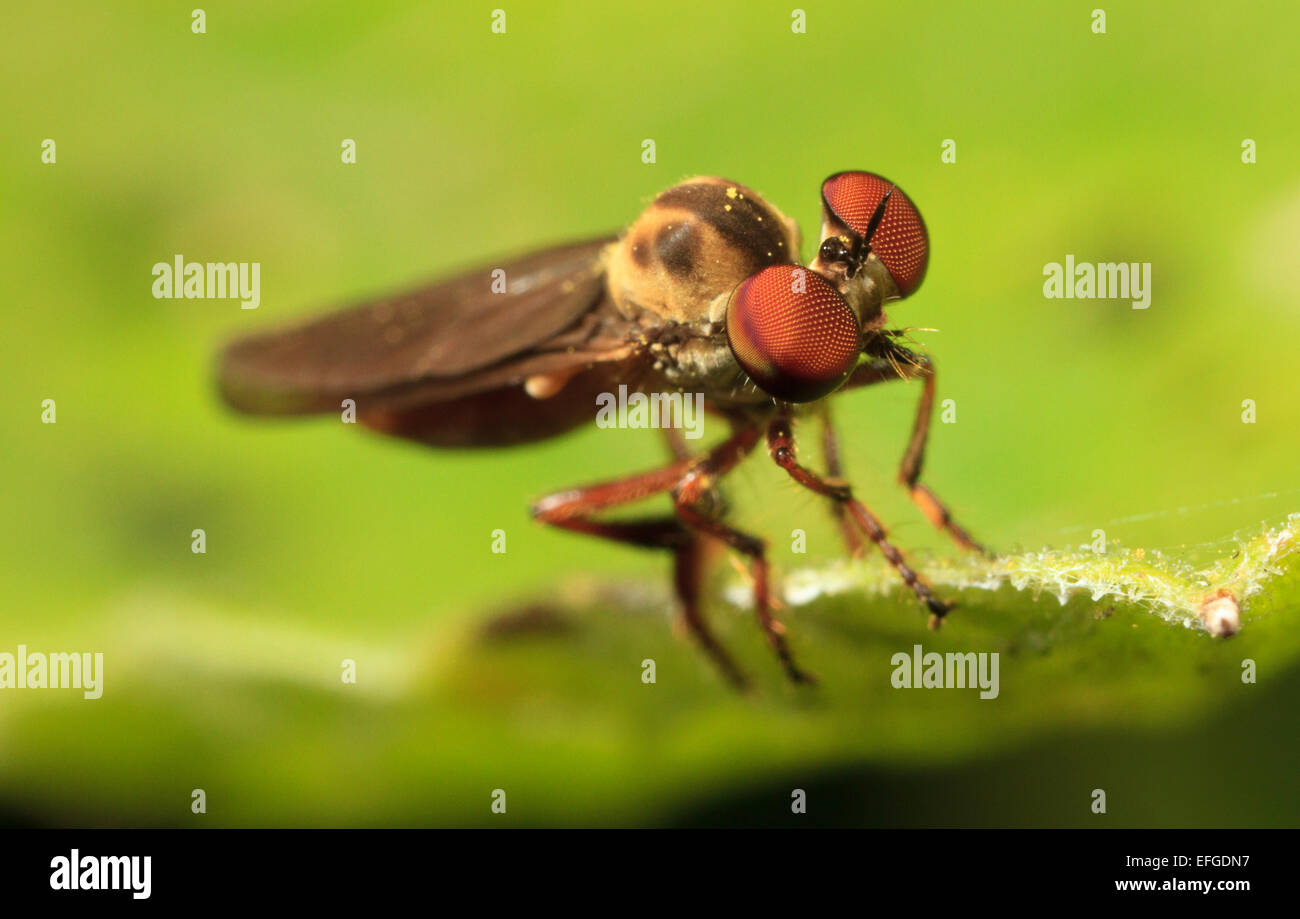 Holcocephala abdominalis hi-res stock photography and images - Alamy