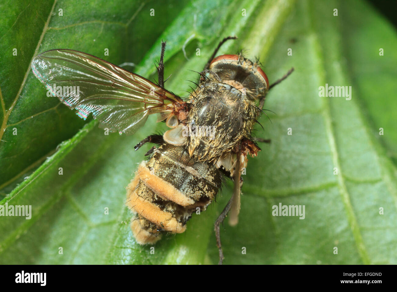 Dead fly infested with fungus Stock Photo - Alamy