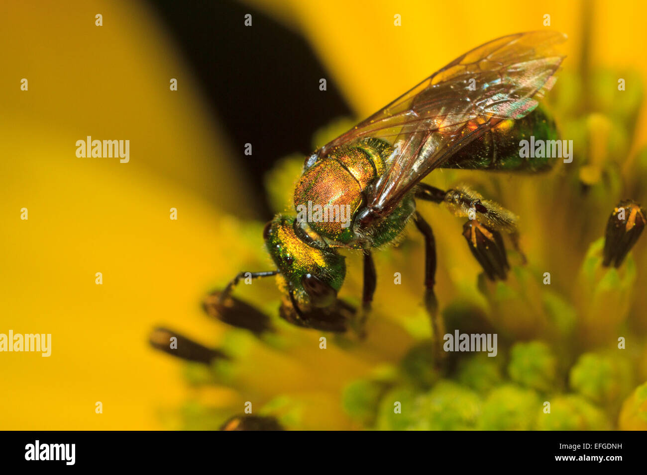Green metallic sweat bee (Halictidae sp.) on a flower Stock Photo - Alamy