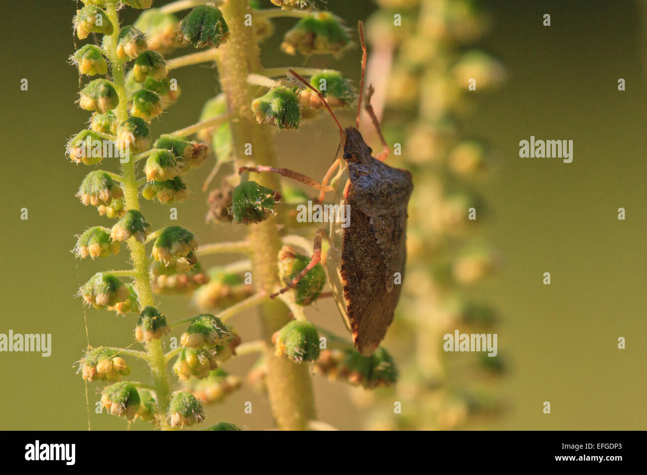 Stunk bug cling on a flower Stock Photo - Alamy