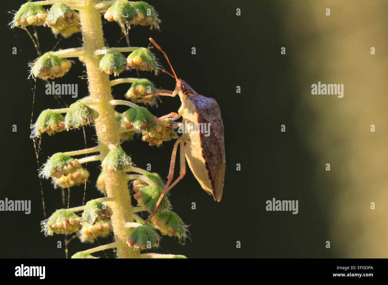 Stunk bug cling on a flower Stock Photo - Alamy
