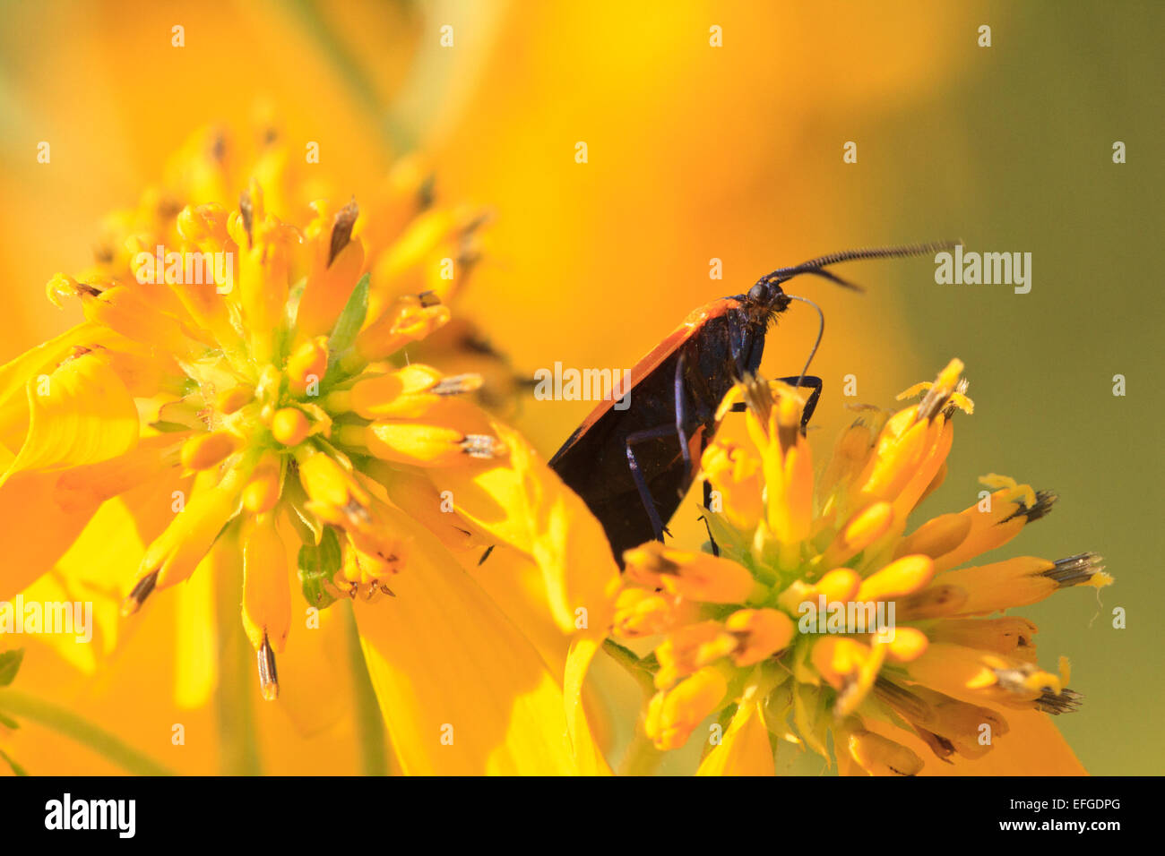 Black and yellow lichen moth (Lycomorpha pholus Stock Photo - Alamy