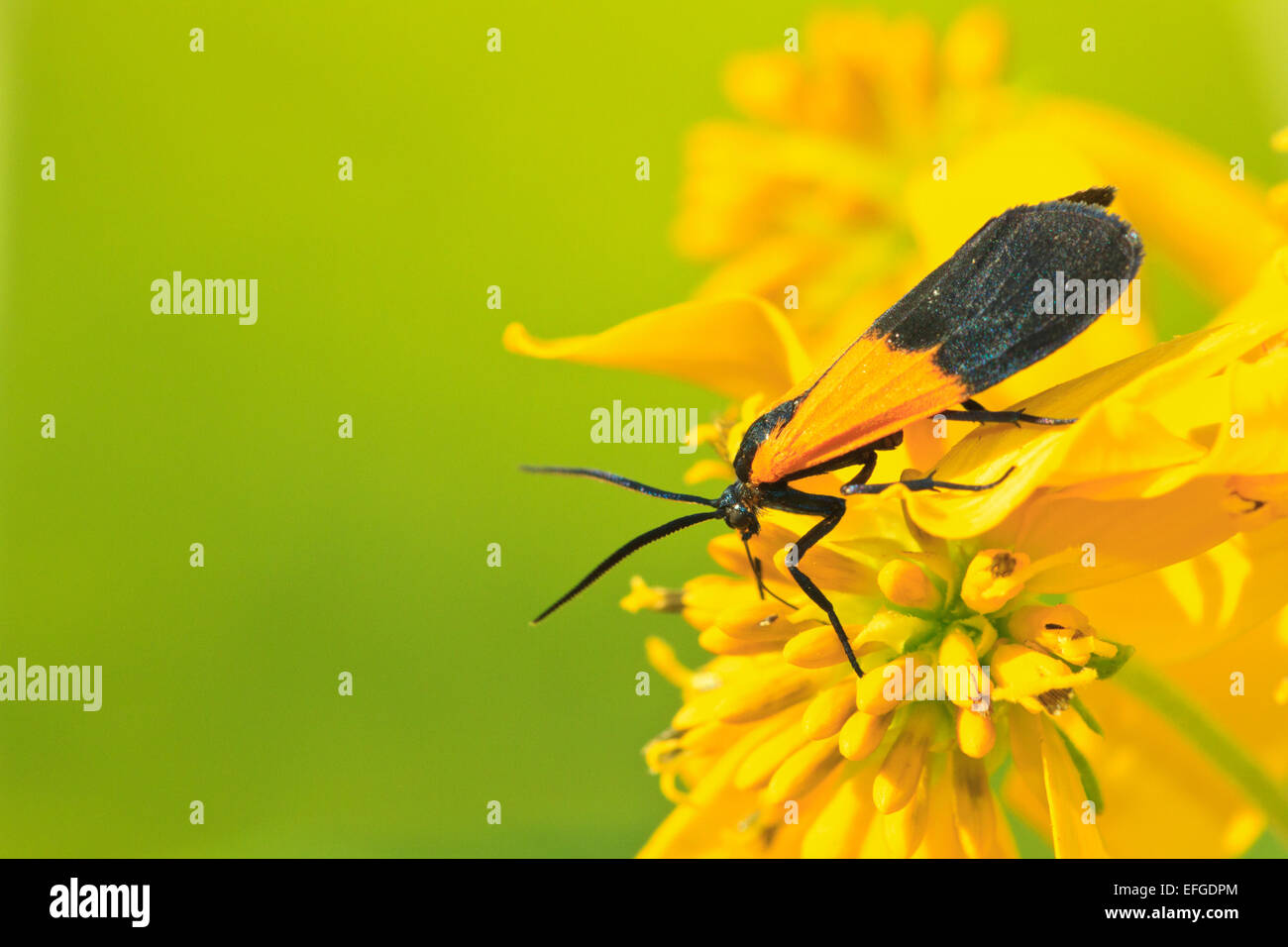 Yellow and black moth hi-res stock photography and images - Alamy
