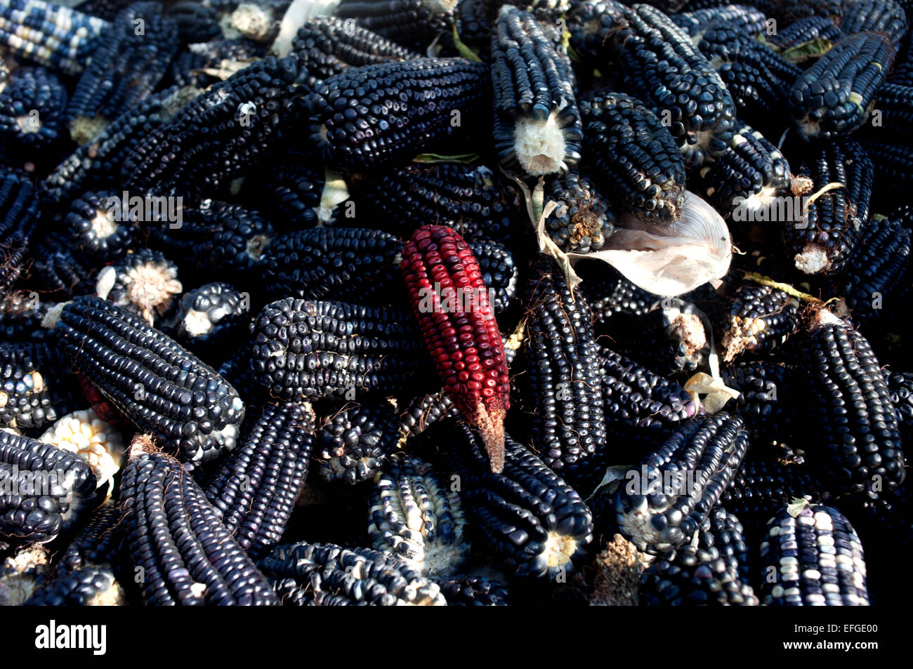 A red corn cob in the middle of blue corn cobs in "Tepetlixpa Seed Bank ...