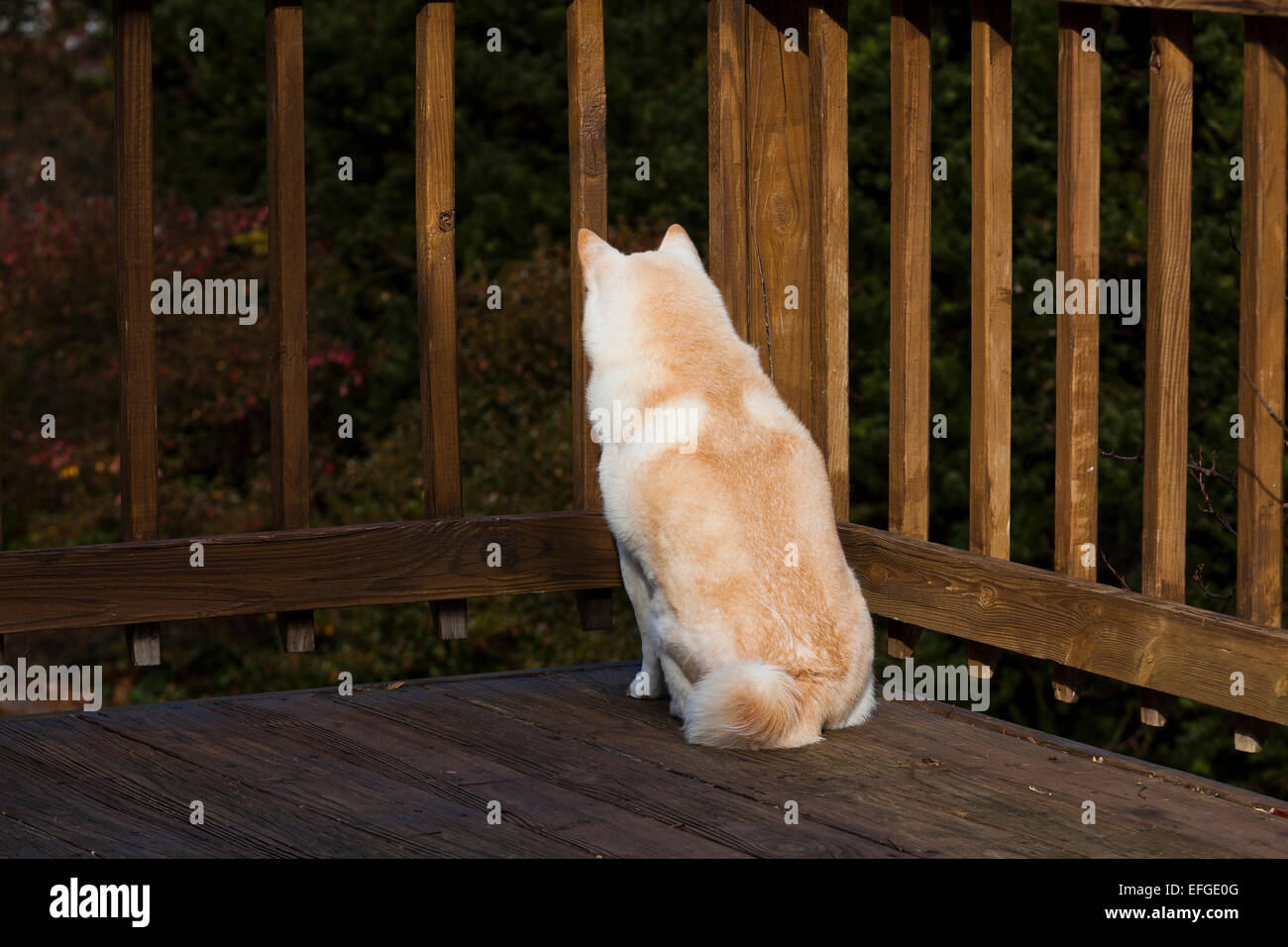 Dog looking outside from deck - USA Stock Photo - Alamy