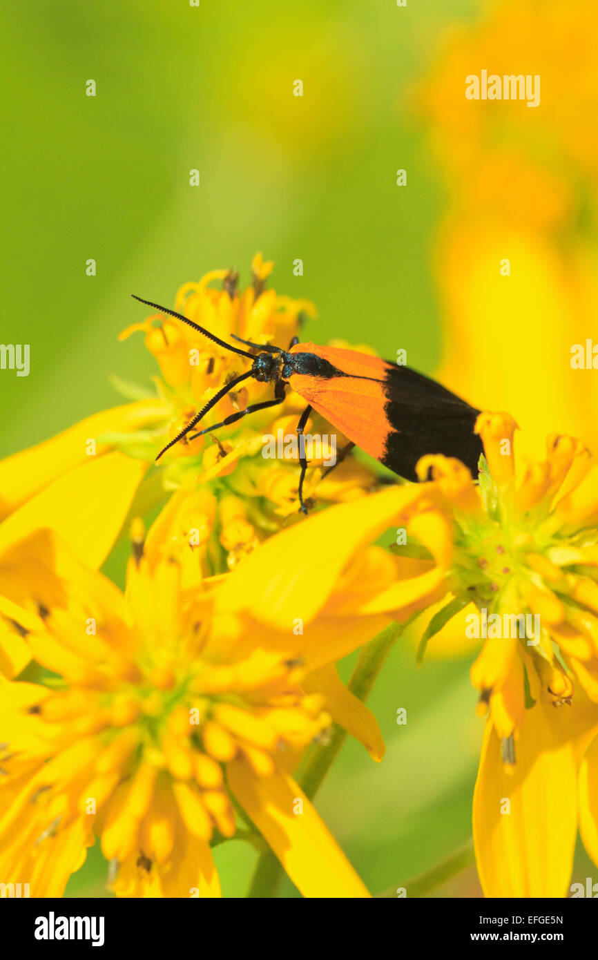 Black and yellow lichen moth (Lycomorpha pholus) on flowers Stock Photo ...
