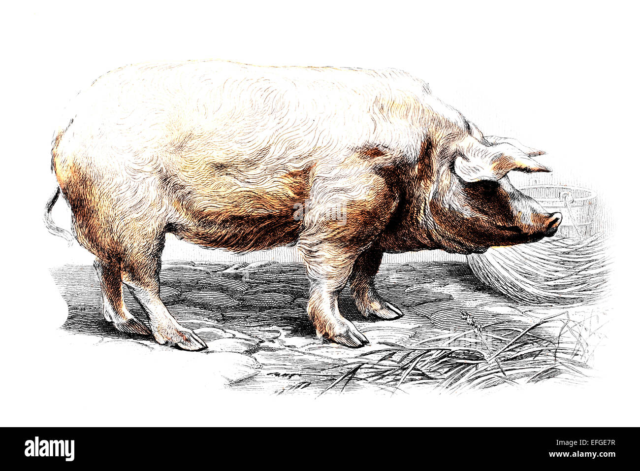 Domestic pig antique drawing hi-res stock photography and images - Alamy