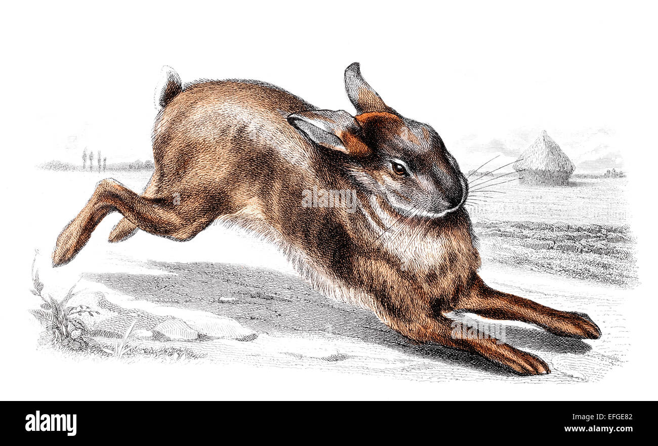Victorian engraving of a rabbit. Digitally restored image from a mid ...