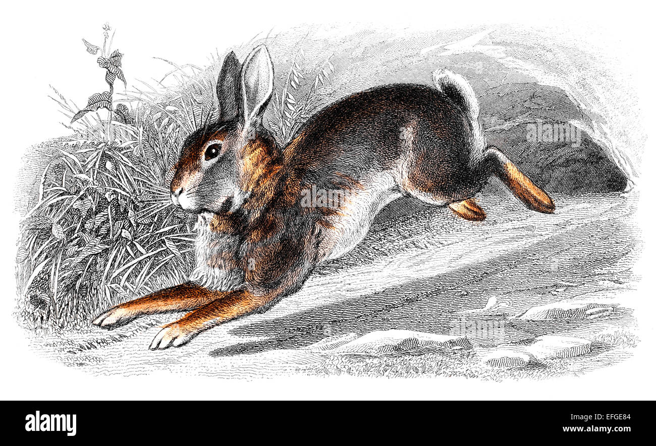 Victorian engraving of a rabbit. Digitally restored image from a mid ...