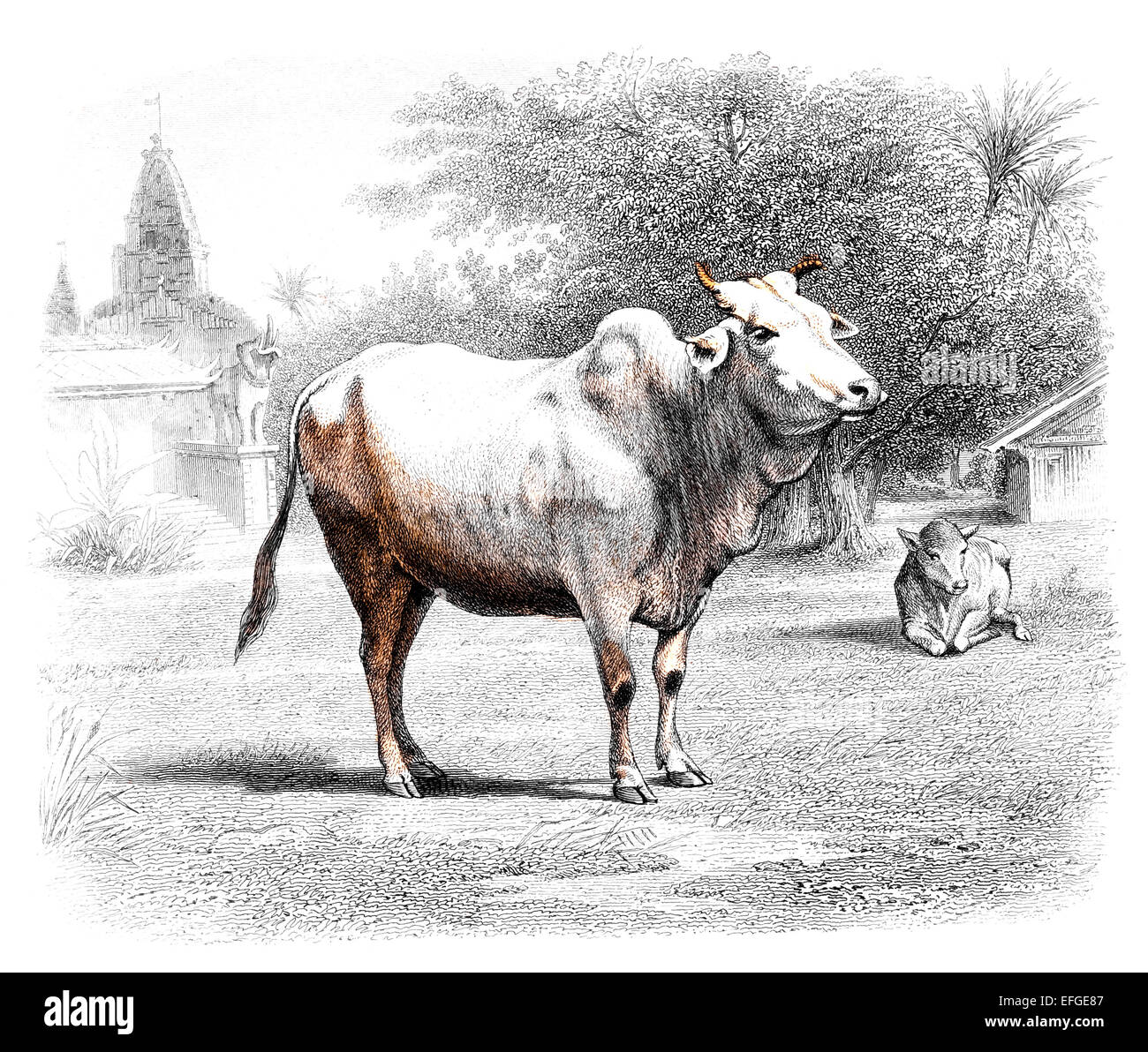 Victorian engraving of a water buffalo. Digitally restored image from a ...