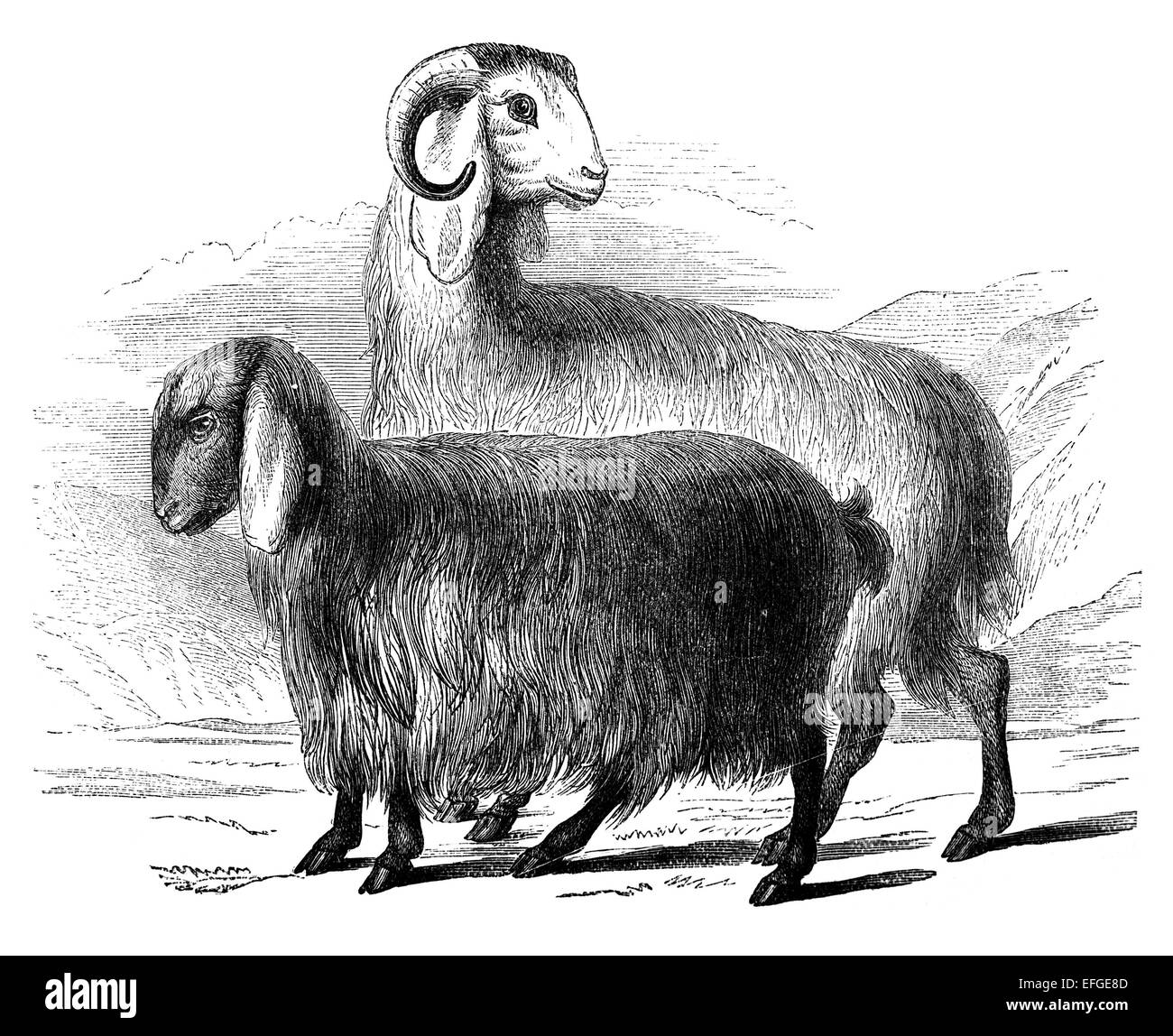 Goat syrian Black and White Stock Photos & Images - Alamy