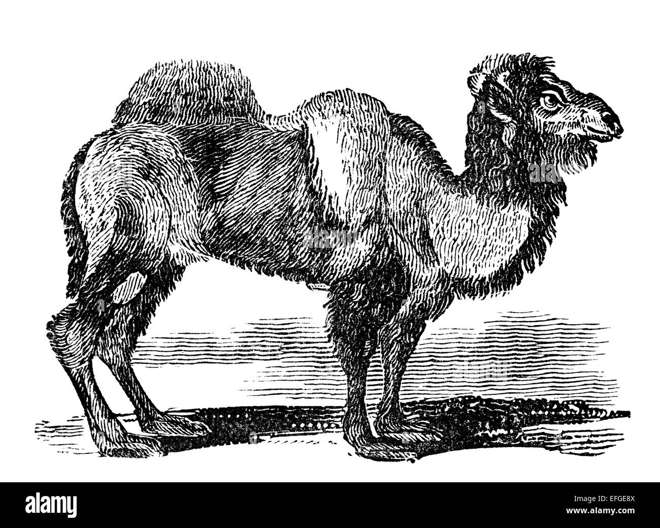 Camel Cut Out Stock Images & Pictures - Alamy