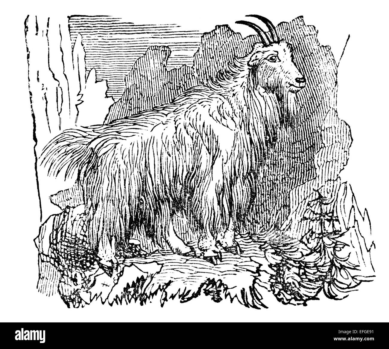 Victorian engraving of a mountain goat. Digitally restored image from a ...