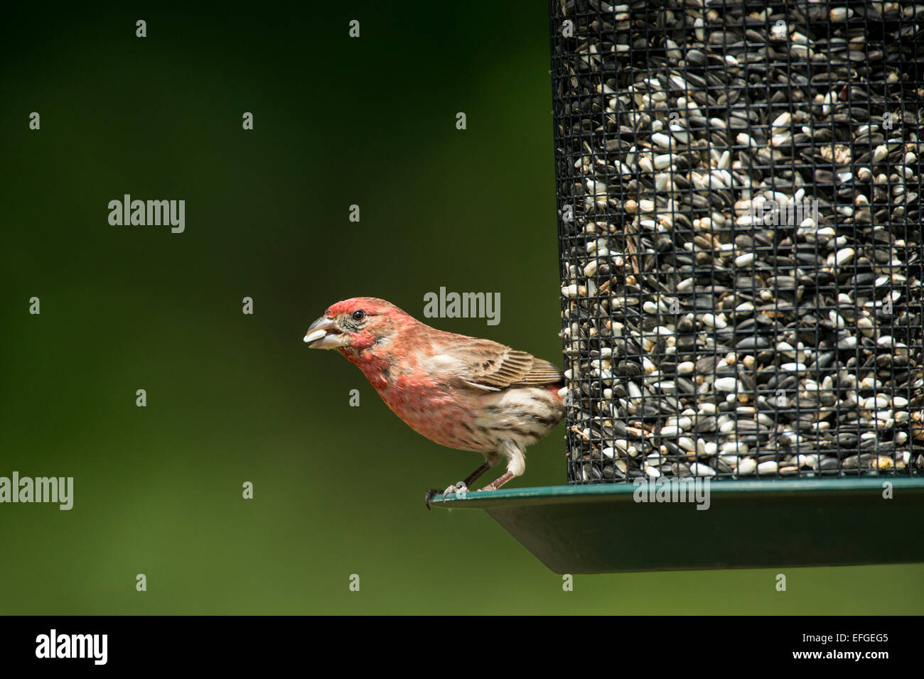 Male House Finch High Resolution Stock Photography and Images - Alamy