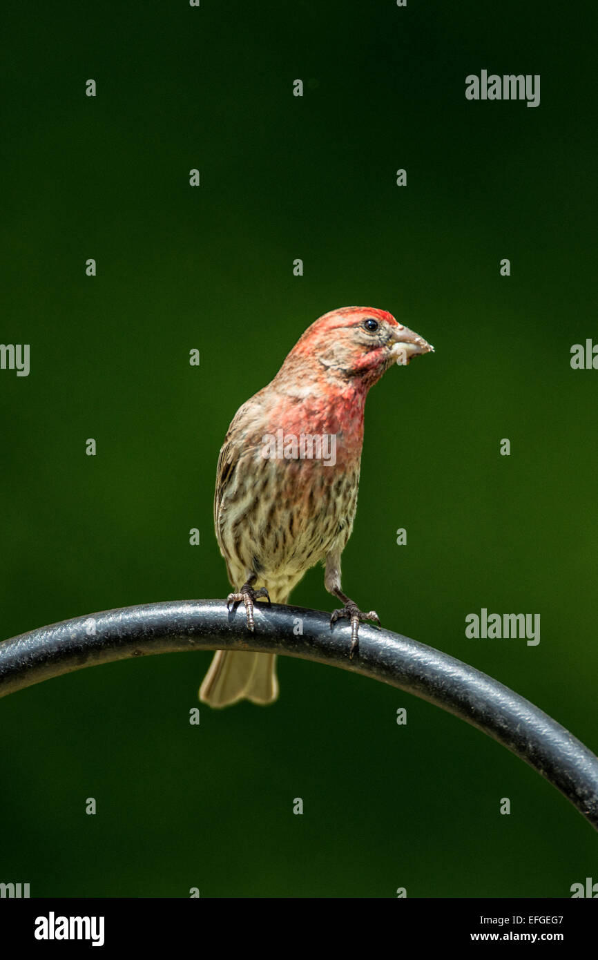 Male house finch hi-res stock photography and images - Alamy