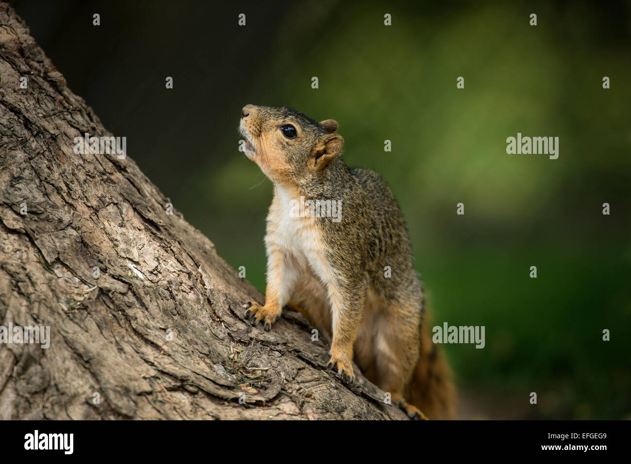 Fox Squirrel sitting on tree limb Stock Photo - Alamy