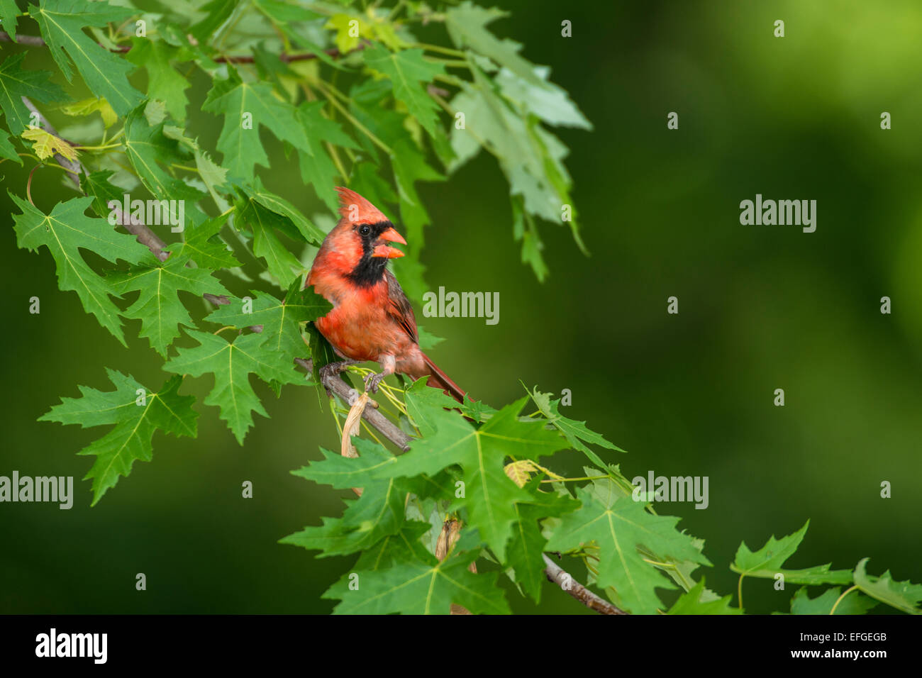 Male Northern Cardinal perched on leafy branch in Maple tree Stock ...
