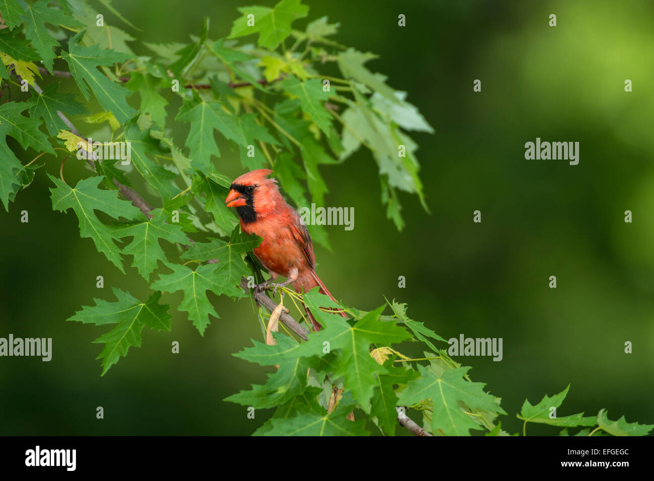 Male Northern Cardinal perched on leafy branch in Maple tree Stock ...