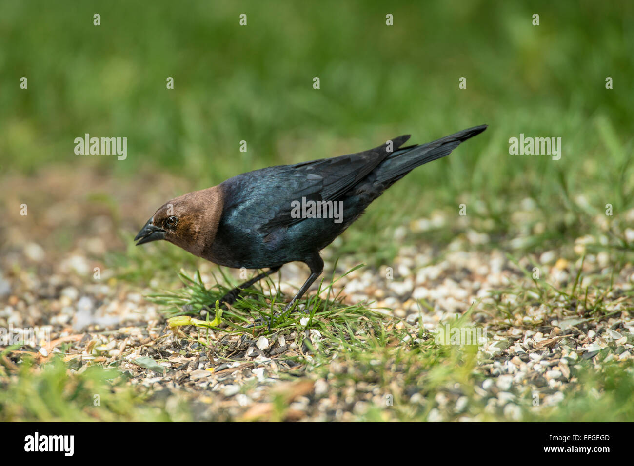 Male Brown-headed Cowbird foraging on ground for spilled seeds Stock ...