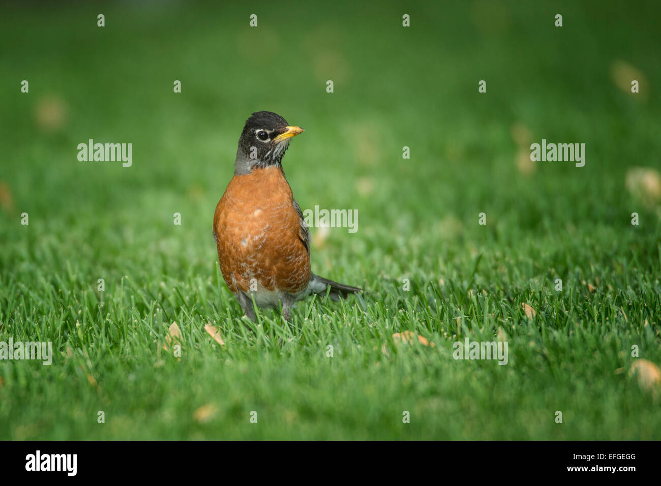 American Robin foraging in green grass Stock Photo - Alamy