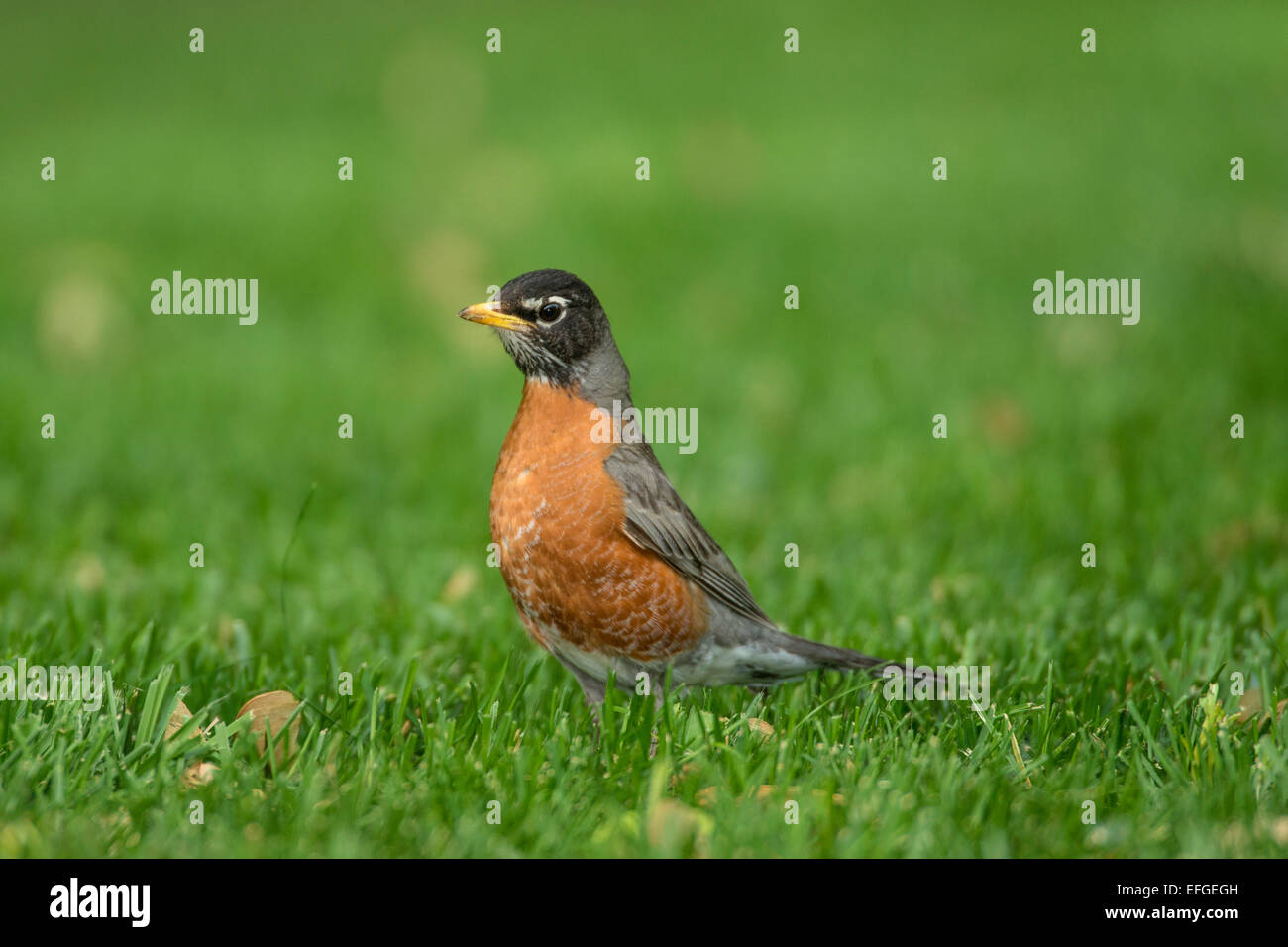 Foraging hunting hi-res stock photography and images - Alamy