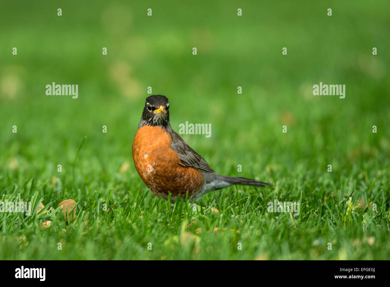 Foraging robin hi-res stock photography and images - Alamy