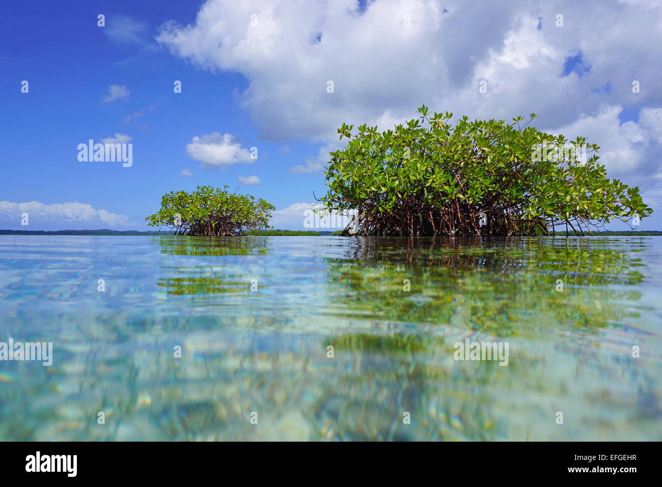 Mangrove tree rhizophora trees hi-res stock photography and images - Alamy