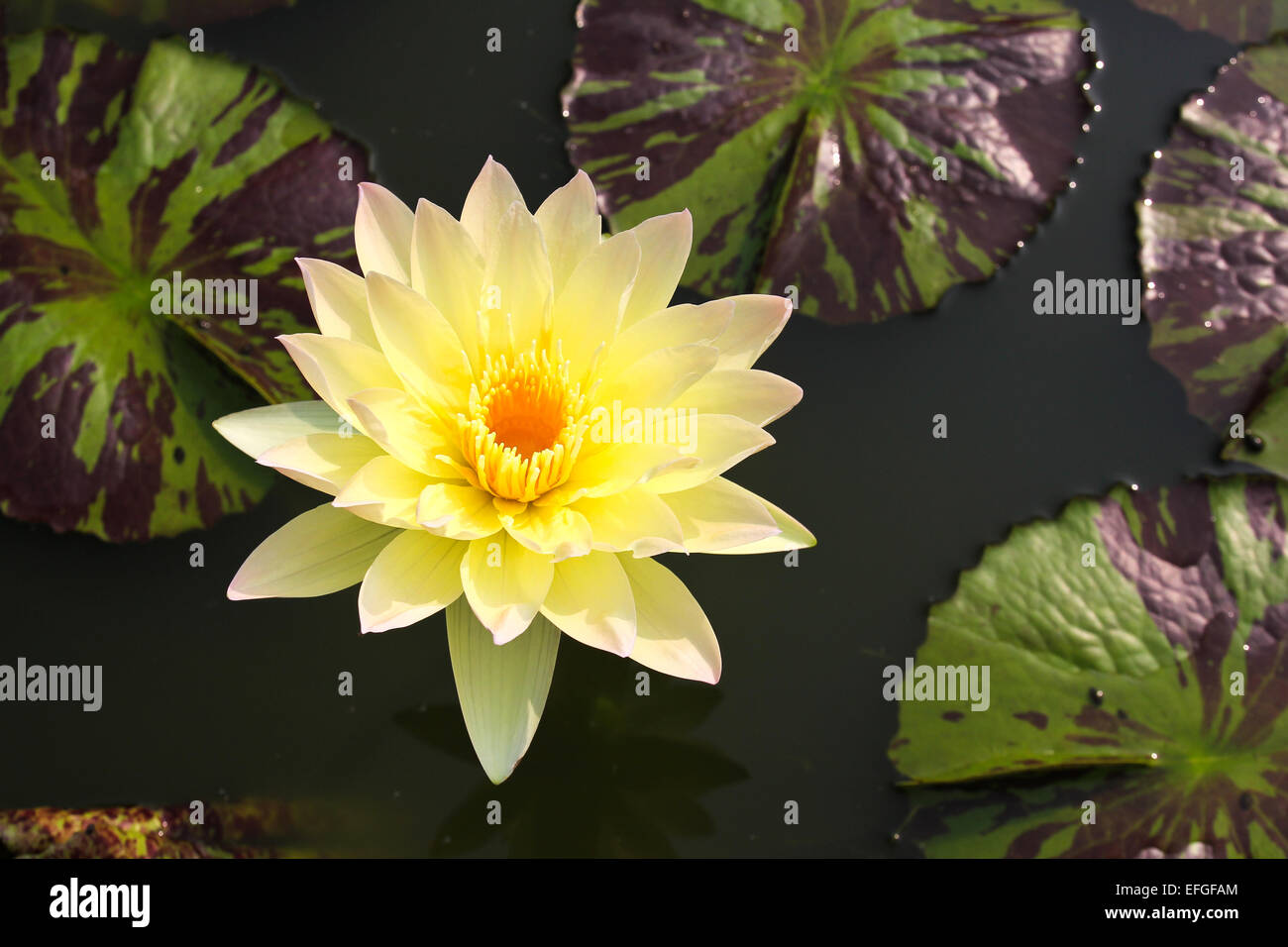 Waterlily or Lotus Flower in pond Stock Photo - Alamy