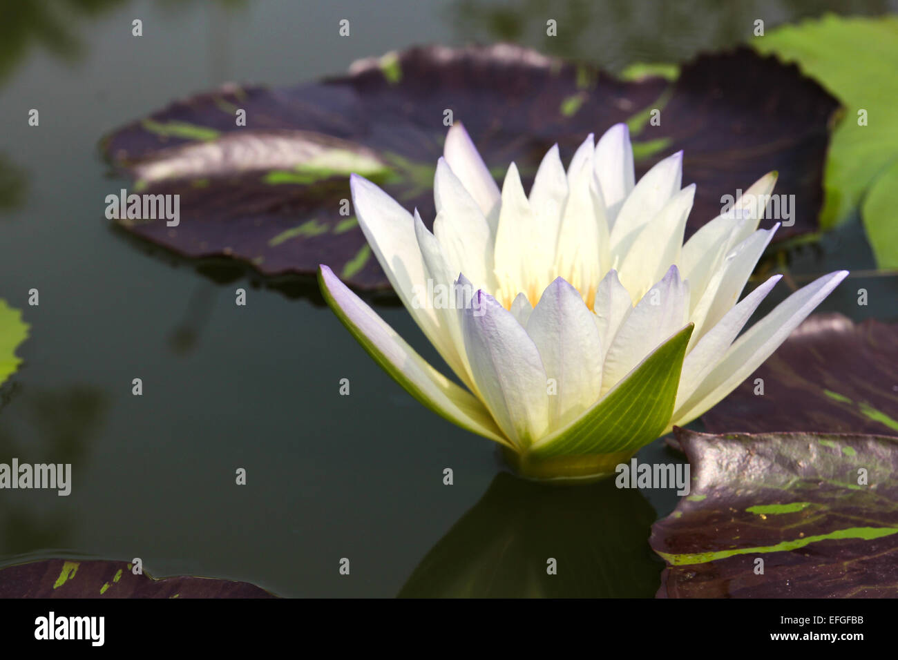 Waterlily or Lotus Flower in pond Stock Photo - Alamy