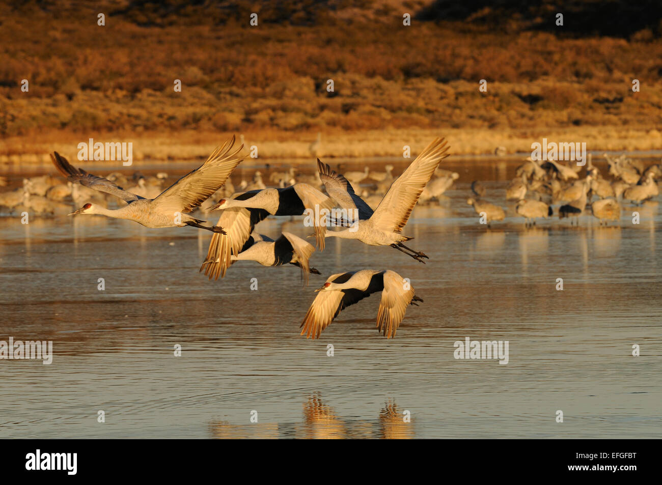 Sandhill Cranes flying over the water at Bosque Del Apache National ...