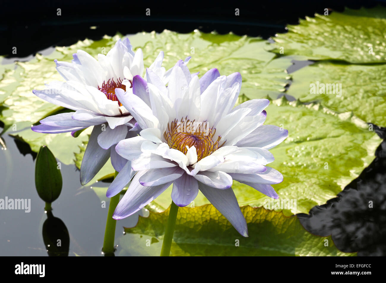 Waterlily or Lotus Flower in pond Stock Photo - Alamy