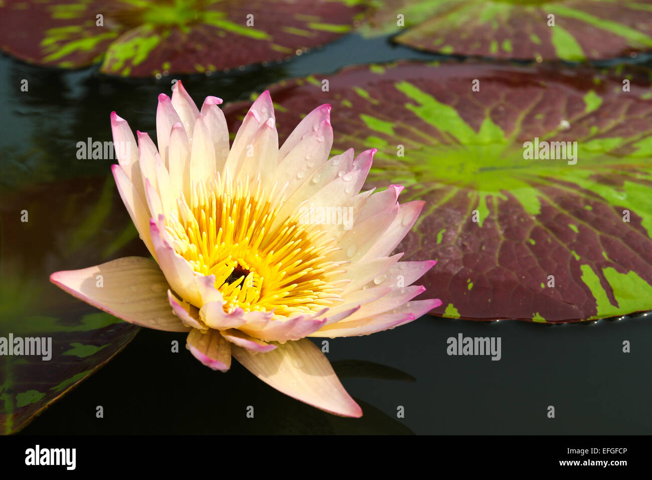Waterlily or Lotus Flower in pond Stock Photo - Alamy