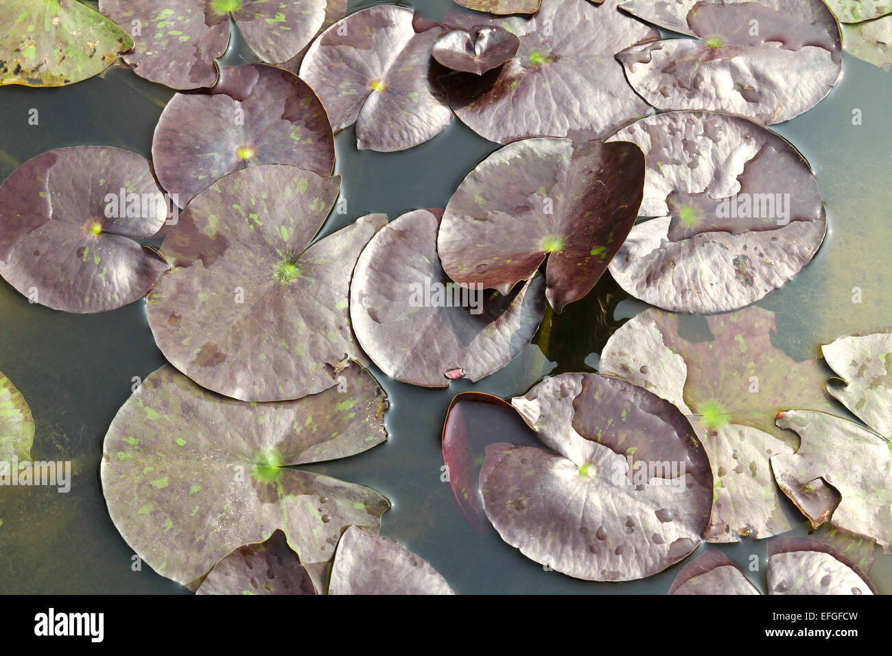 Lotus texture hi-res stock photography and images - Alamy