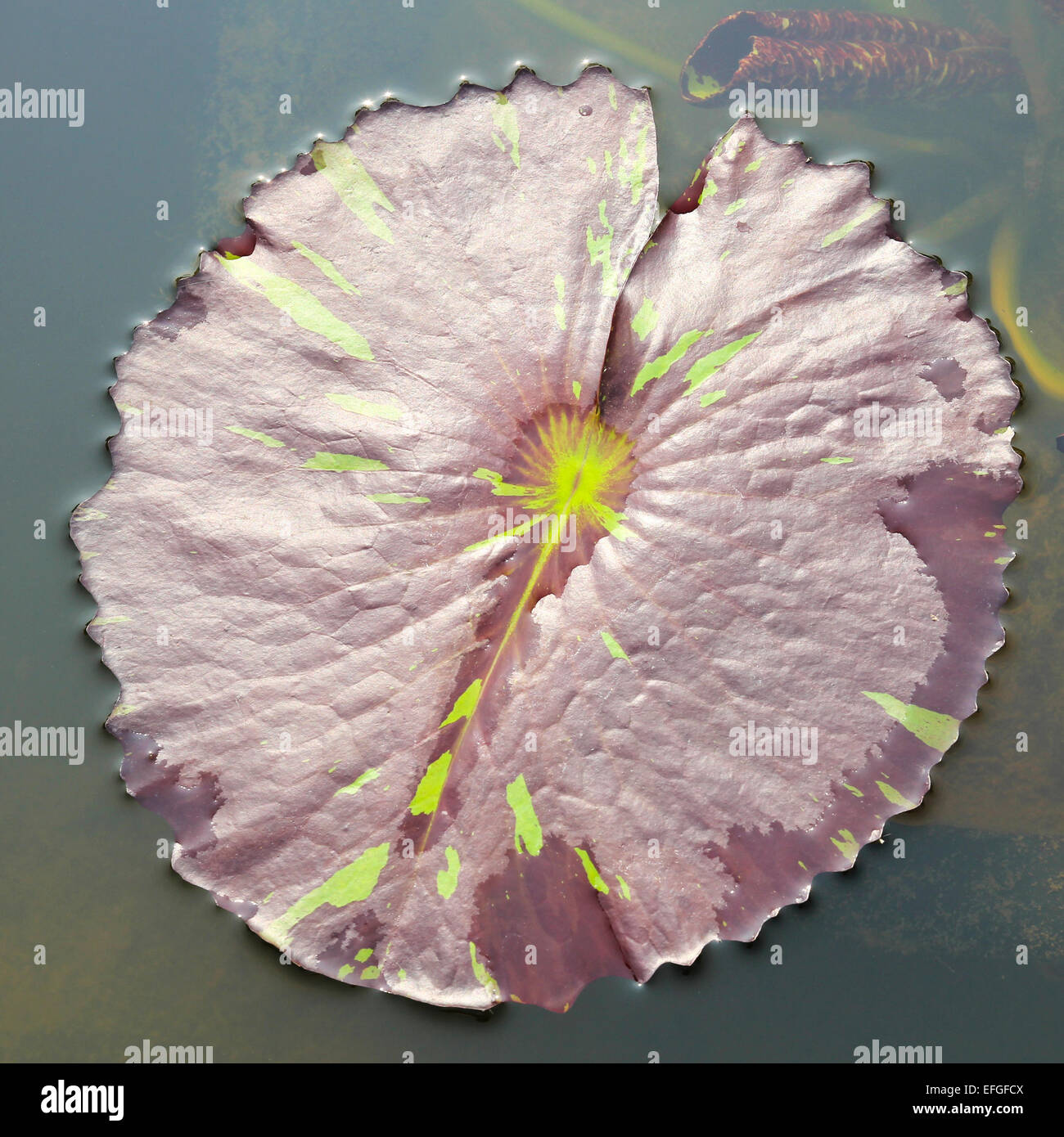 Purple leaf texture hi-res stock photography and images - Alamy