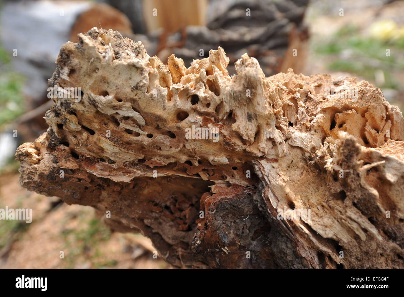 break the barrel, termite-eaten Stock Photo - Alamy
