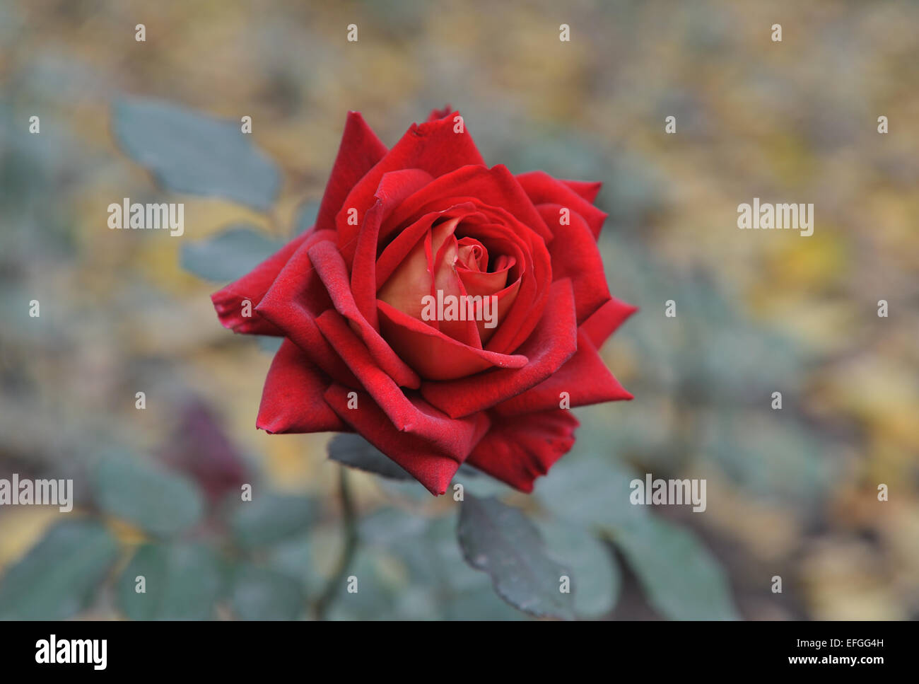 Beautifull red rose Stock Photo - Alamy