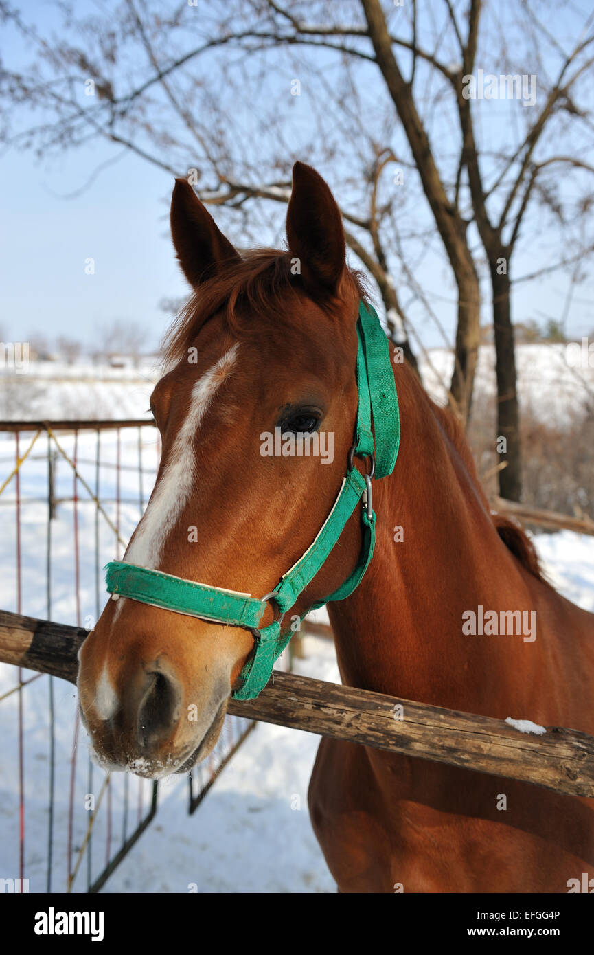 Ginger Horse High Resolution Stock Photography and Images - Alamy