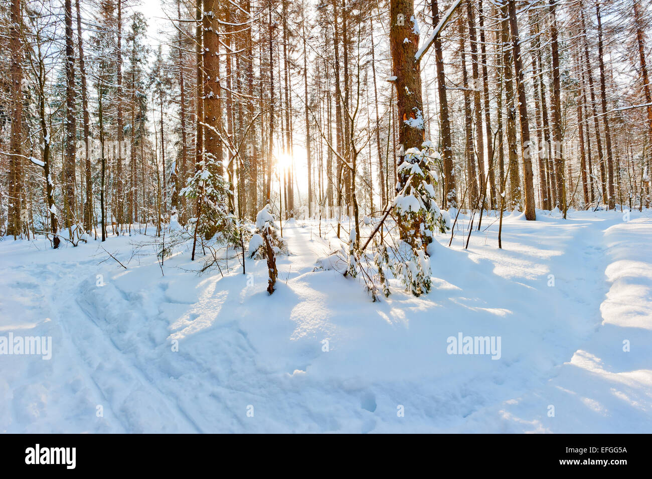 Bright winter morning outdoors in hi-res stock photography and images ...