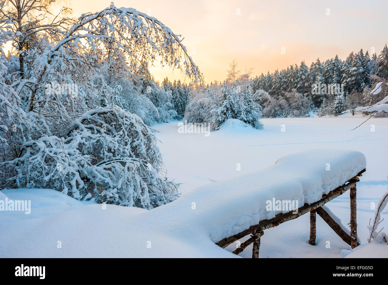 Evergreen forest winter majestic hi-res stock photography and images ...