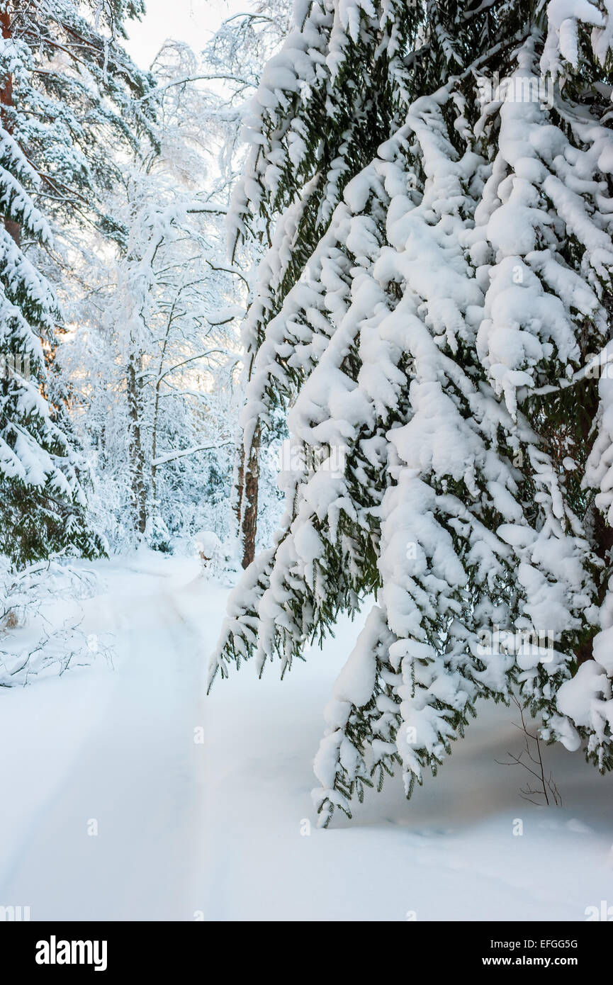 lane among the trees in a snowy winter forest Stock Photo - Alamy