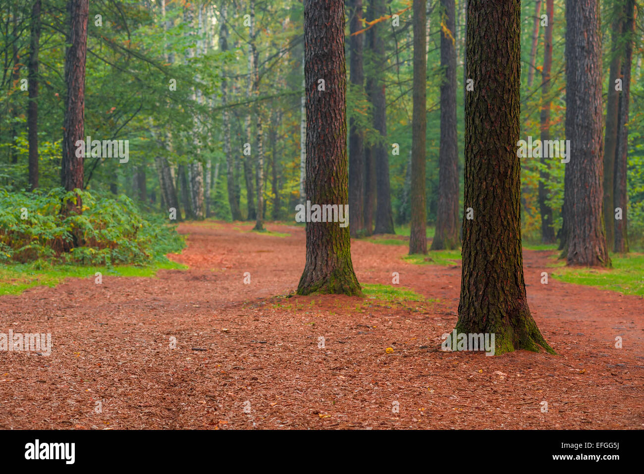 beautiful tall trees in summer forest morning Stock Photo - Alamy