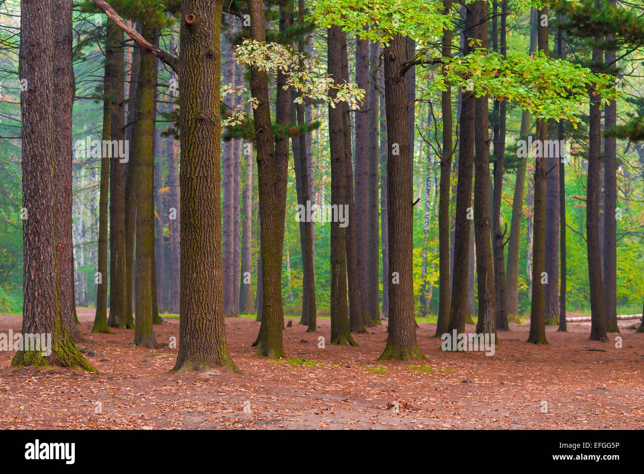 Northern latitudes hi-res stock photography and images - Alamy