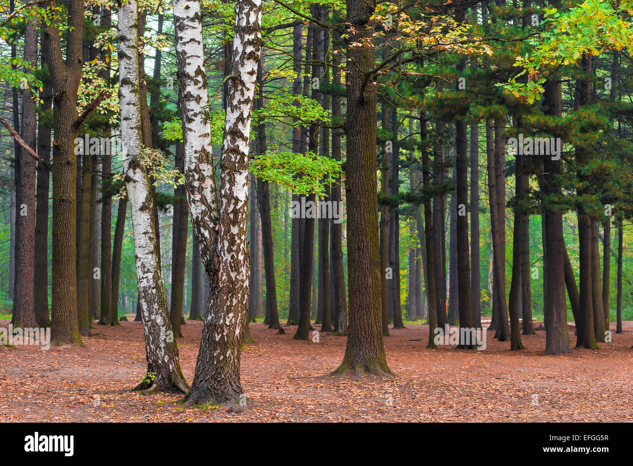birch trees in a mixed forest at dawn Stock Photo - Alamy