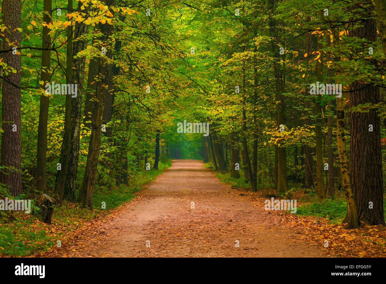 wide path in a beautiful autumn forest Stock Photo - Alamy