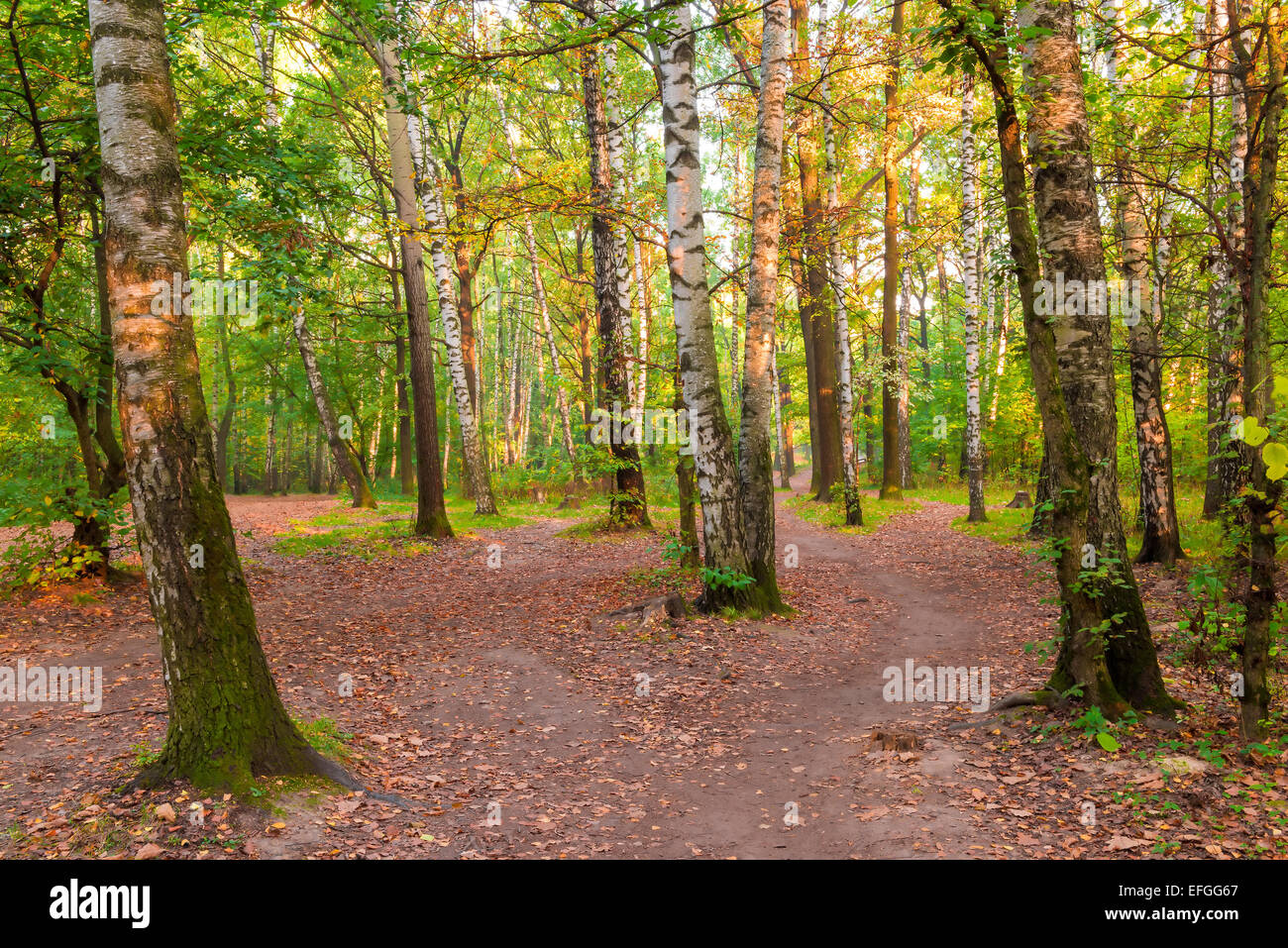 Mixed boreal forest hi-res stock photography and images - Alamy