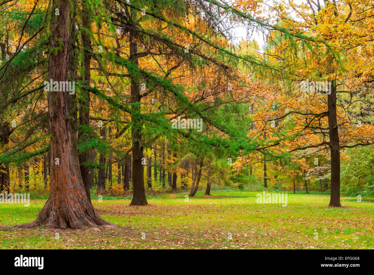 very beautiful autumn landscape of mixed forest Stock Photo - Alamy