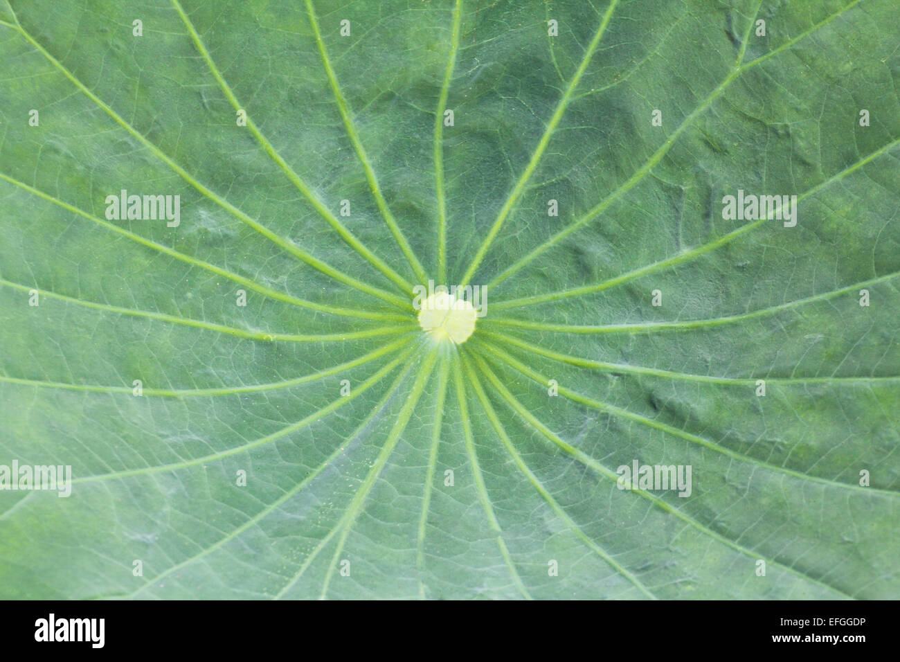 Lotus Leaf Texture Stock Photo - Alamy