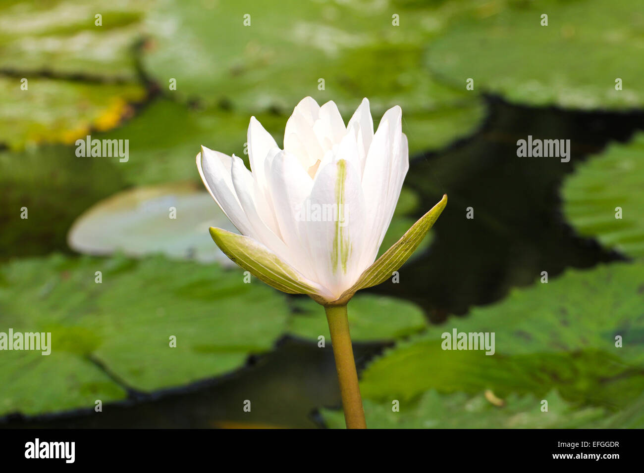 Waterlily or Lotus Flower in pond Stock Photo - Alamy