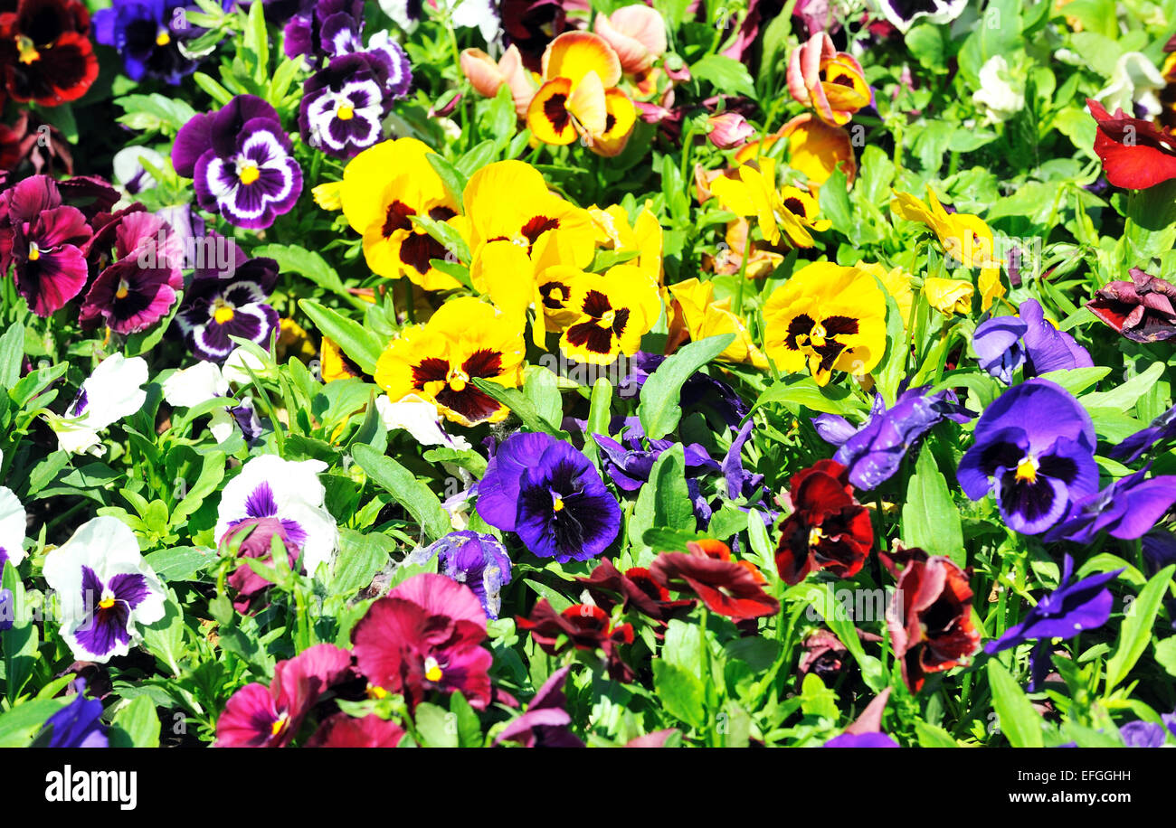 Meadow pansies hi-res stock photography and images - Alamy